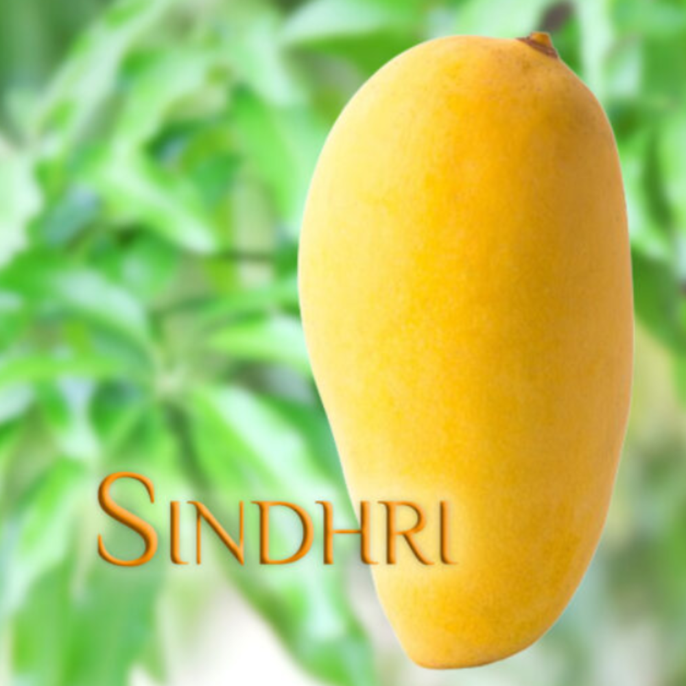 Kachelo Sindhri Mangoes - 6 KG Box – TCS Sentiments Express